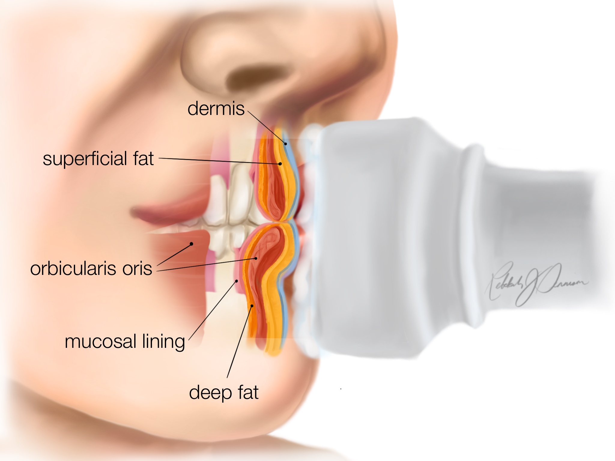 Academy Anatomy Lips Cutaneous