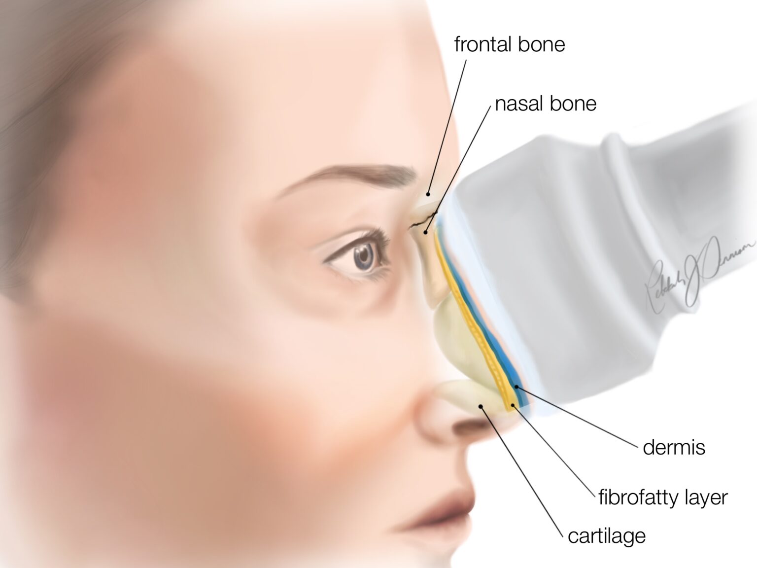 Academy anatomy nose - Cutaneous